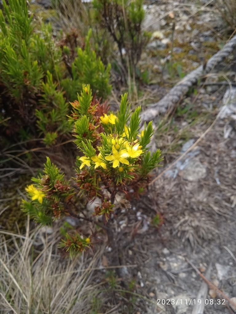 Chite (Plantas del sendero Guadalupe-Aguanoso, Bogota) · iNaturalist