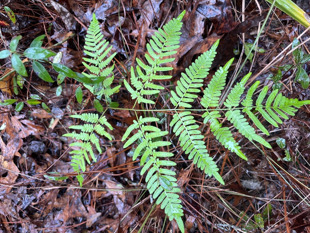 Tailed Bracken Fern from University of North Florida, Jacksonville, FL ...