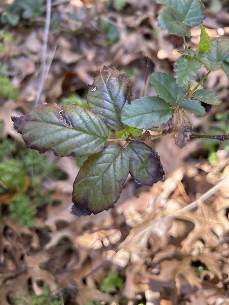 southern dewberry from Vineyard Dr, Plano, TX, US on February 18, 2024 ...
