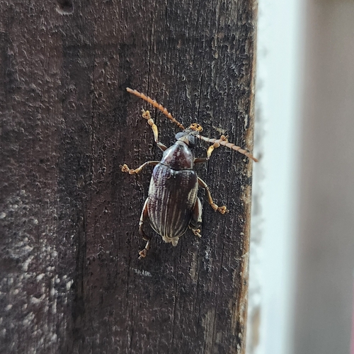 Speciomerus ruficornis · iNaturalist