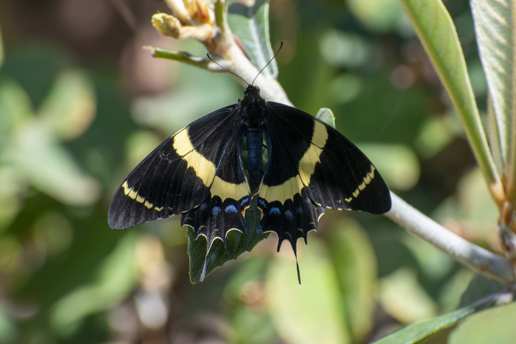 Magnificent Swallowtail from Centro histórico de Morelia, 58000 Morelia ...