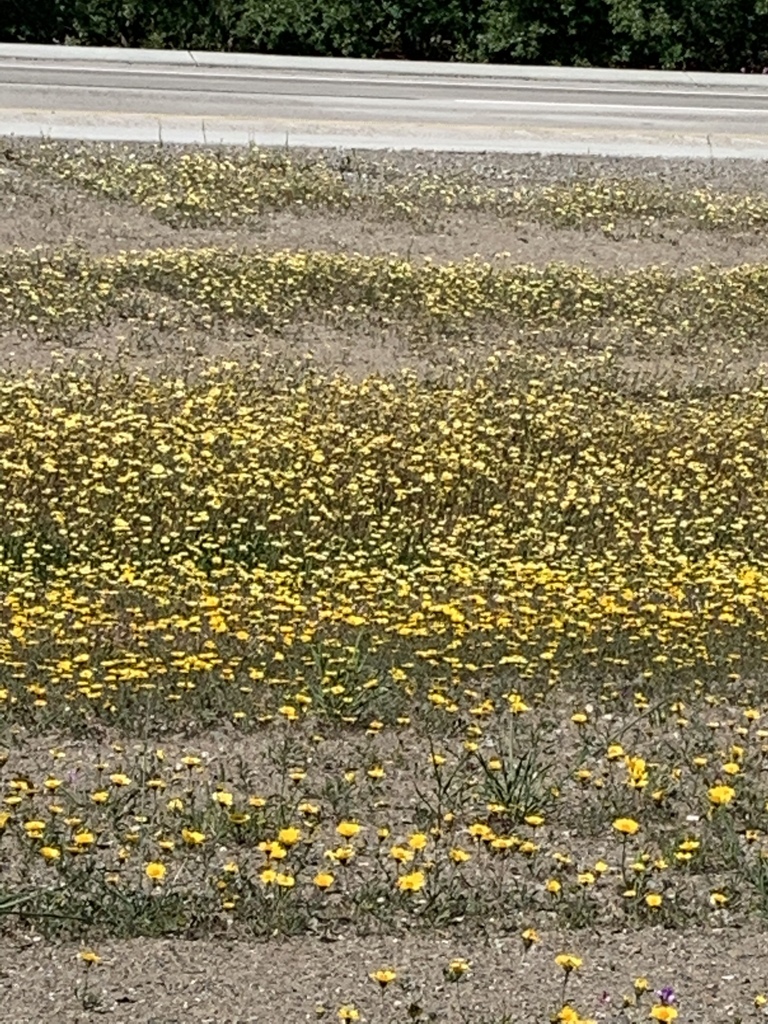 California goldfields from CA-132 E, Tracy, CA, US on April 19, 2019 at ...