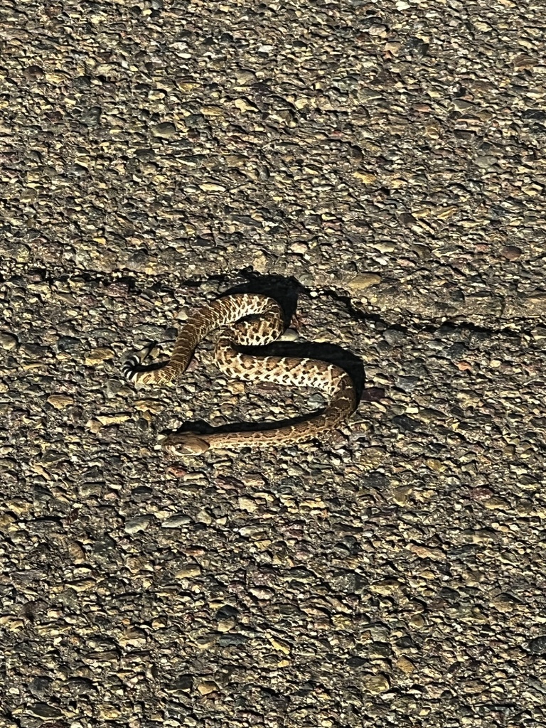 Red Diamond Rattlesnake from Westview Rd, Poway, CA, US on December 5 ...