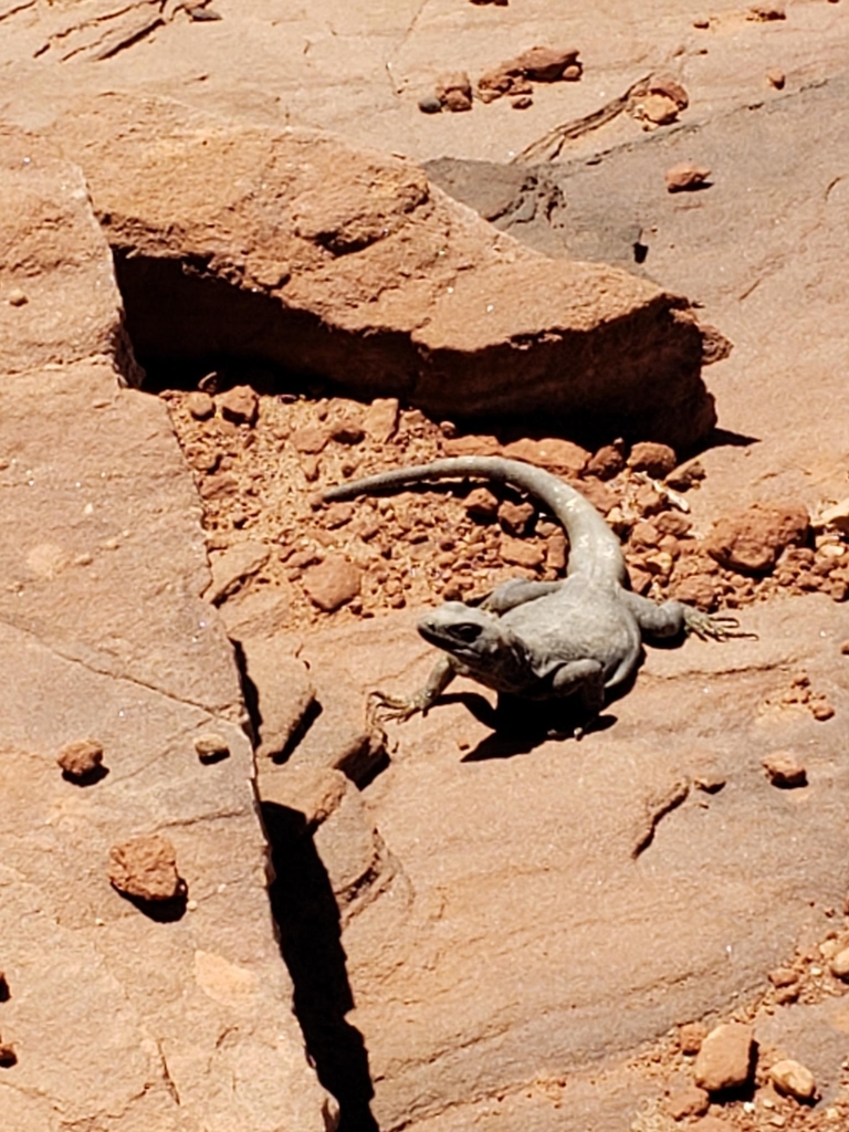 Common Chuckwalla from page, az on April 18, 2019 by Aaron Sieber ...