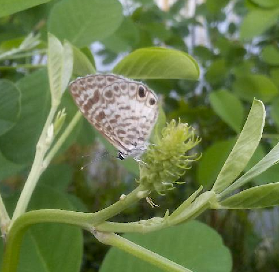 Cassius Blue from Lantana, FL, USA on June 21, 2017 at 11:36 AM by ...