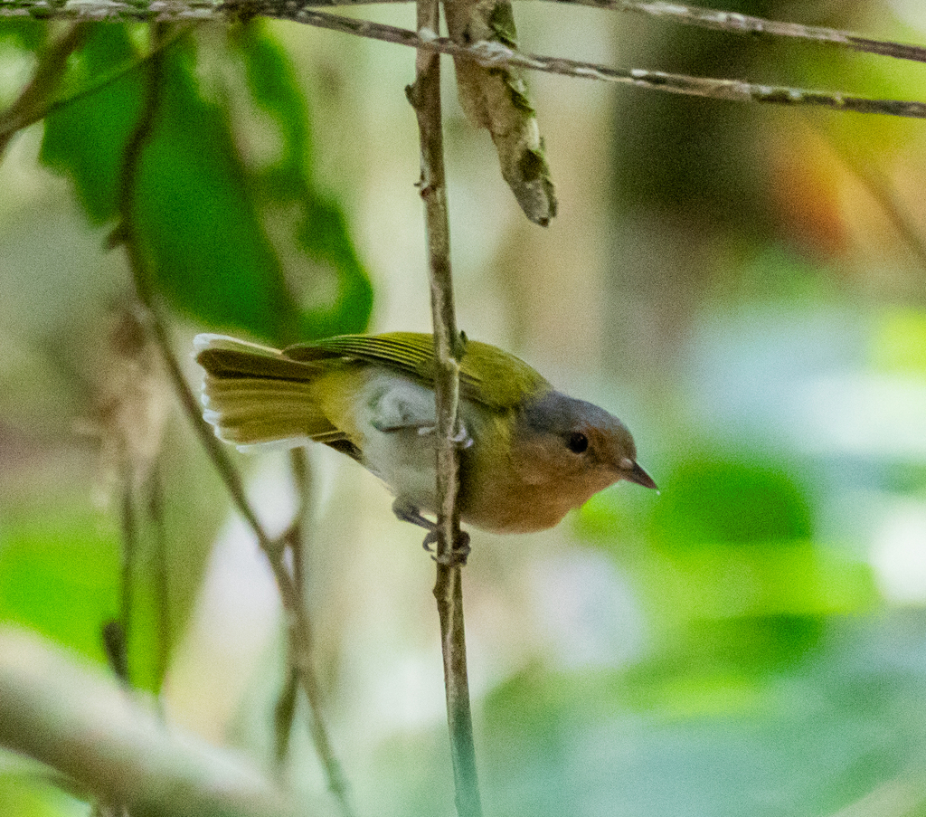 Buff-cheeked Greenlet in February 2024 by Artur Luiz · iNaturalist