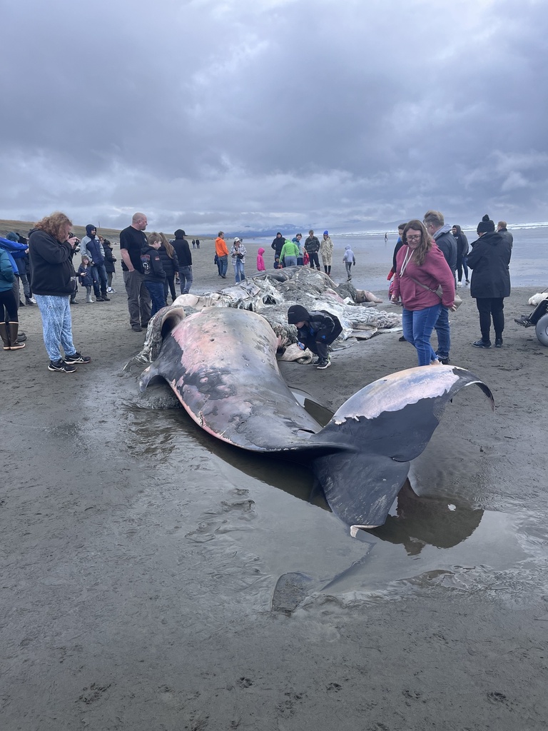 Fin Whale in February 2024 by Jeni Morgan · iNaturalist