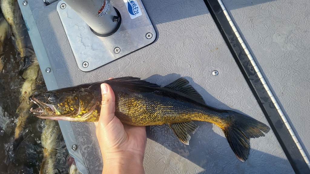 Walleye from Lac-Bazinet, Antoine-Labelle, QC, Canada on September 5 ...