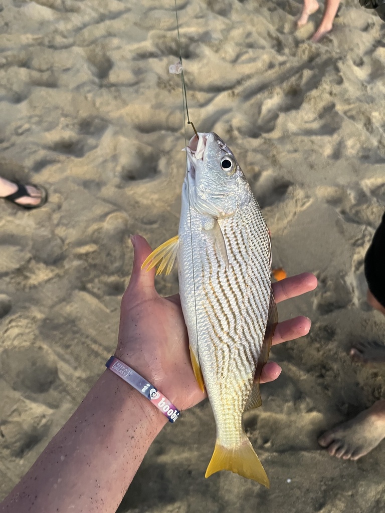 Yellowfin Croaker from La Paz, B.C.S., MX on February 18, 2024 at 06:30 ...