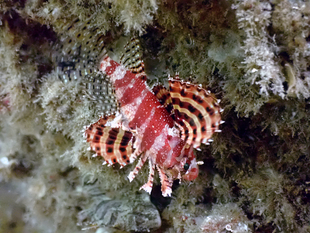Dwarf Lionfish from Swansea Bridge on January 21, 2024 at 08:02 AM by ...