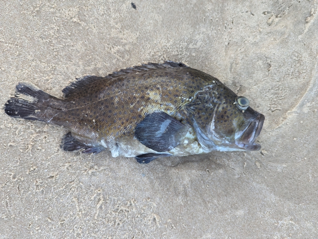 Eastern Wirrah from Pacific Dr opp Wandella Dr, Port Macquarie NSW 2444 ...