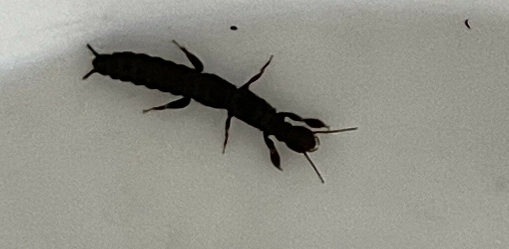 Black Webspinner from Clairemont, San Diego, CA, USA on February 17 ...