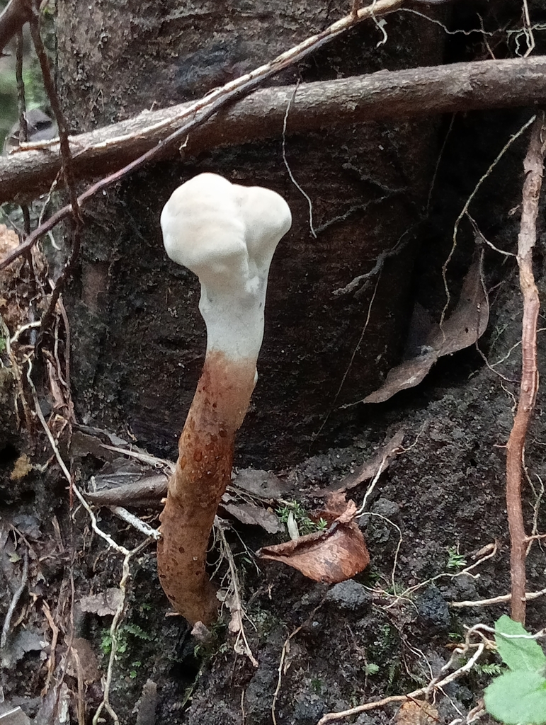 red-staining stalked polypore from Alderton Ave after Lucinda Ave ...