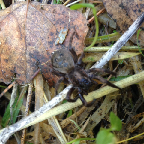 Large Brown Vagrant Spider from Horseshoe Lake Reserve, Burwood ...
