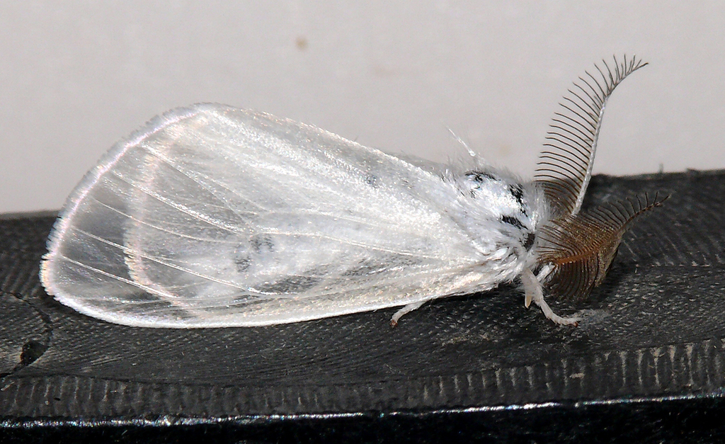 Leucoma wiltshirei from Kâhta/Adıyaman, Türkiye on July 11, 2012 at 09: ...