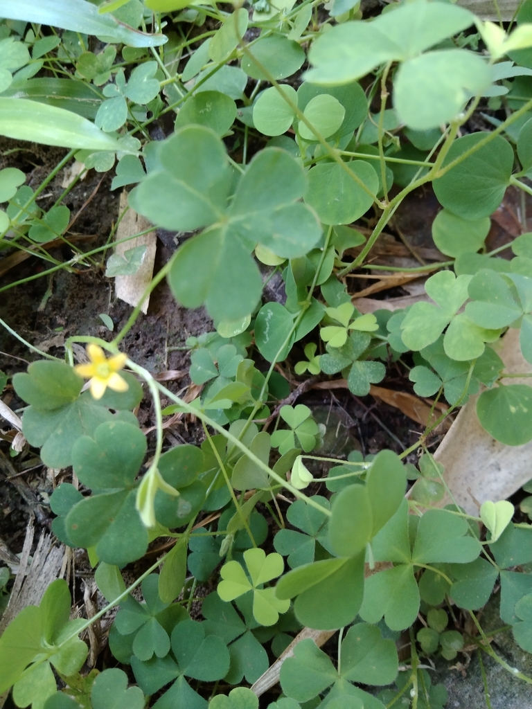 Creeping Woodsorrel from Yulin, TW-TA, TW on September 20, 2023 at 09: ...