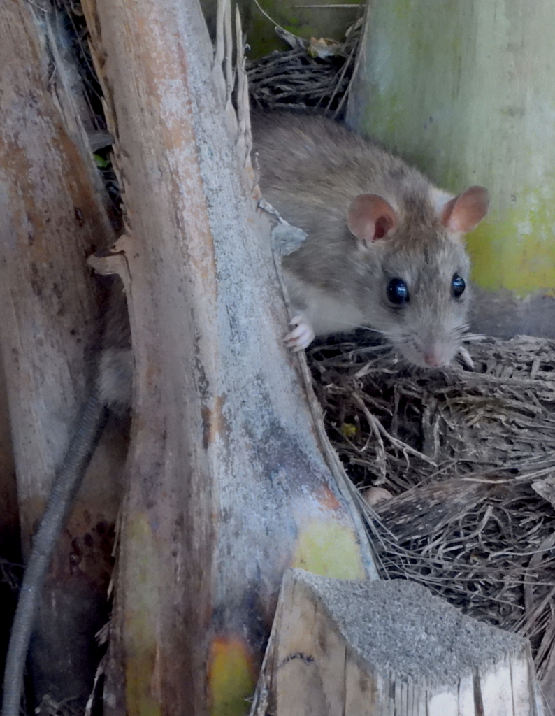 Black Rat from Coral Springs, FL, USA on February 19, 2024 at 09:13 AM ...