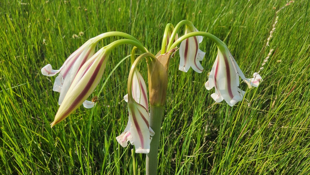 Crinum verdoorniae from Shangombo, Western, Zambia on January 30, 2024 ...