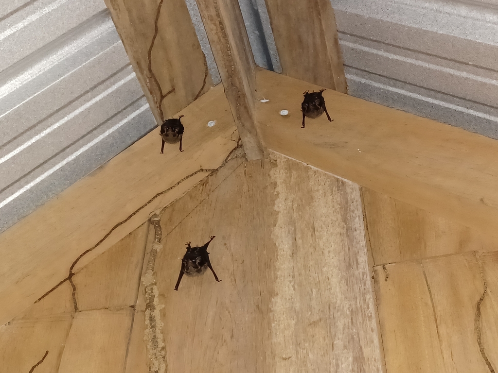 Greater Sac-winged Bat from Toledo District, Belize on February 17 ...