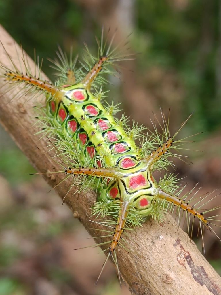 Phocoderma from 9999+34V, Cheragirbond, Assam 788737, India on December ...