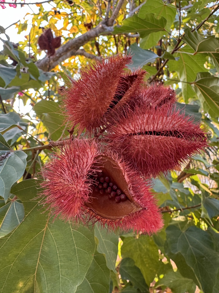 Bixa from 1014, Doi Saket, Chiang Mai, TH on February 15, 2024 at 08:04 ...