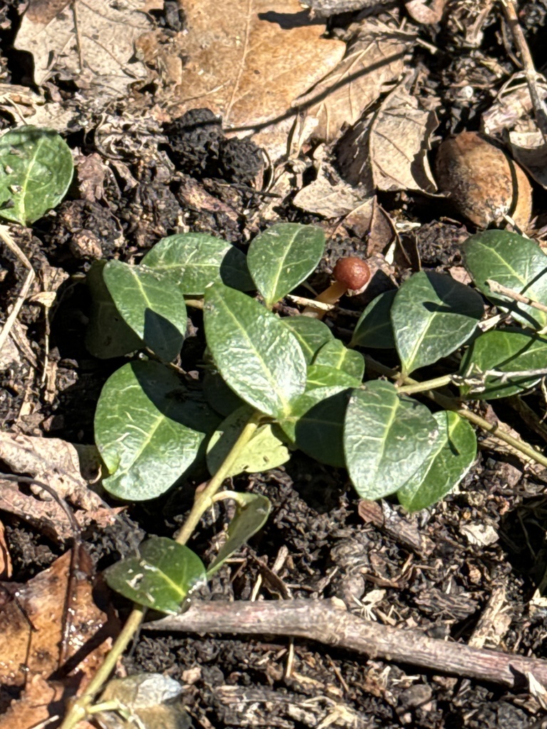 lesser periwinkle from Prospect Park, New York, NY, US on February 19 ...