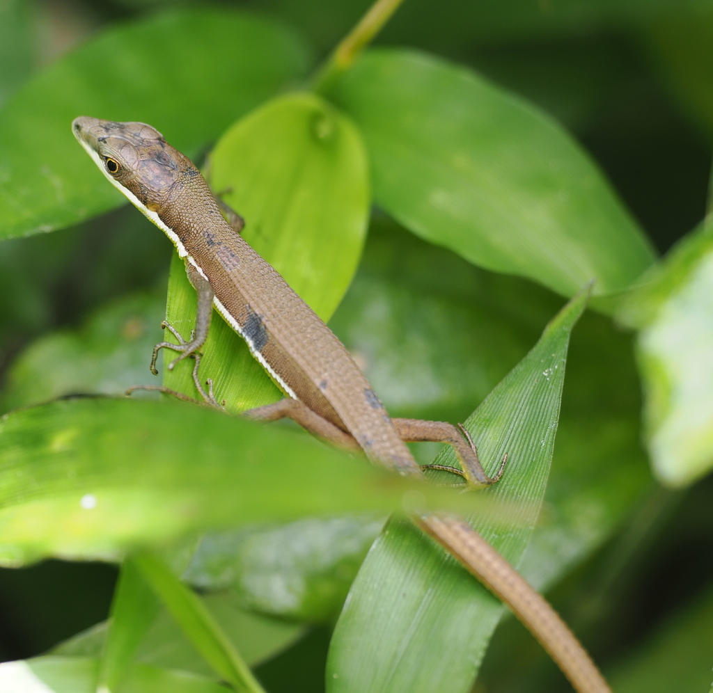 Green Grass Lizard in February 2024 by 🌳🌾🍂🏔️🐚🌊S Dowell 🐦🌱🍄🌿🐛🍀 · iNaturalist