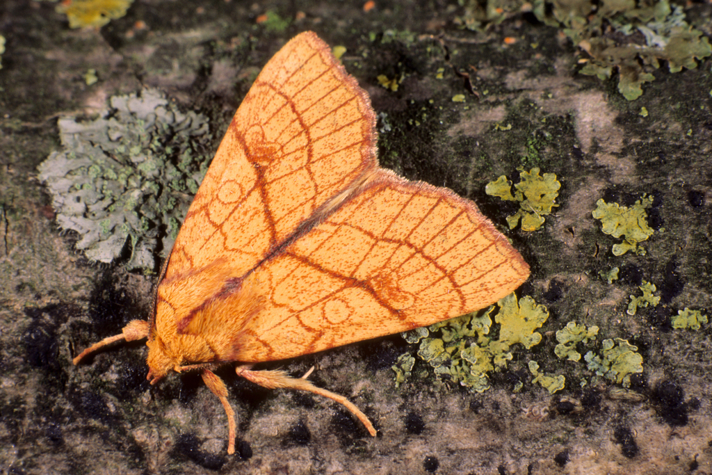 Orange Sallow from 84051 Essenbach, Deutschland on September 13, 1993 ...