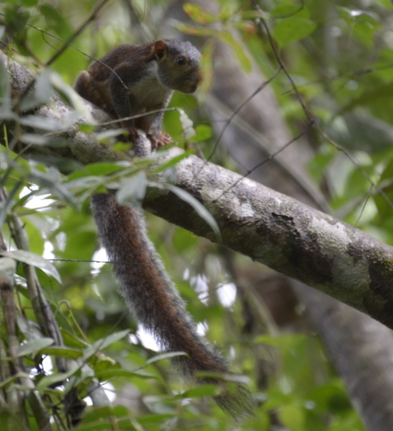 Forest Giant Squirrel from Golakonneh, Liberia on April 11, 2018 at 06: ...