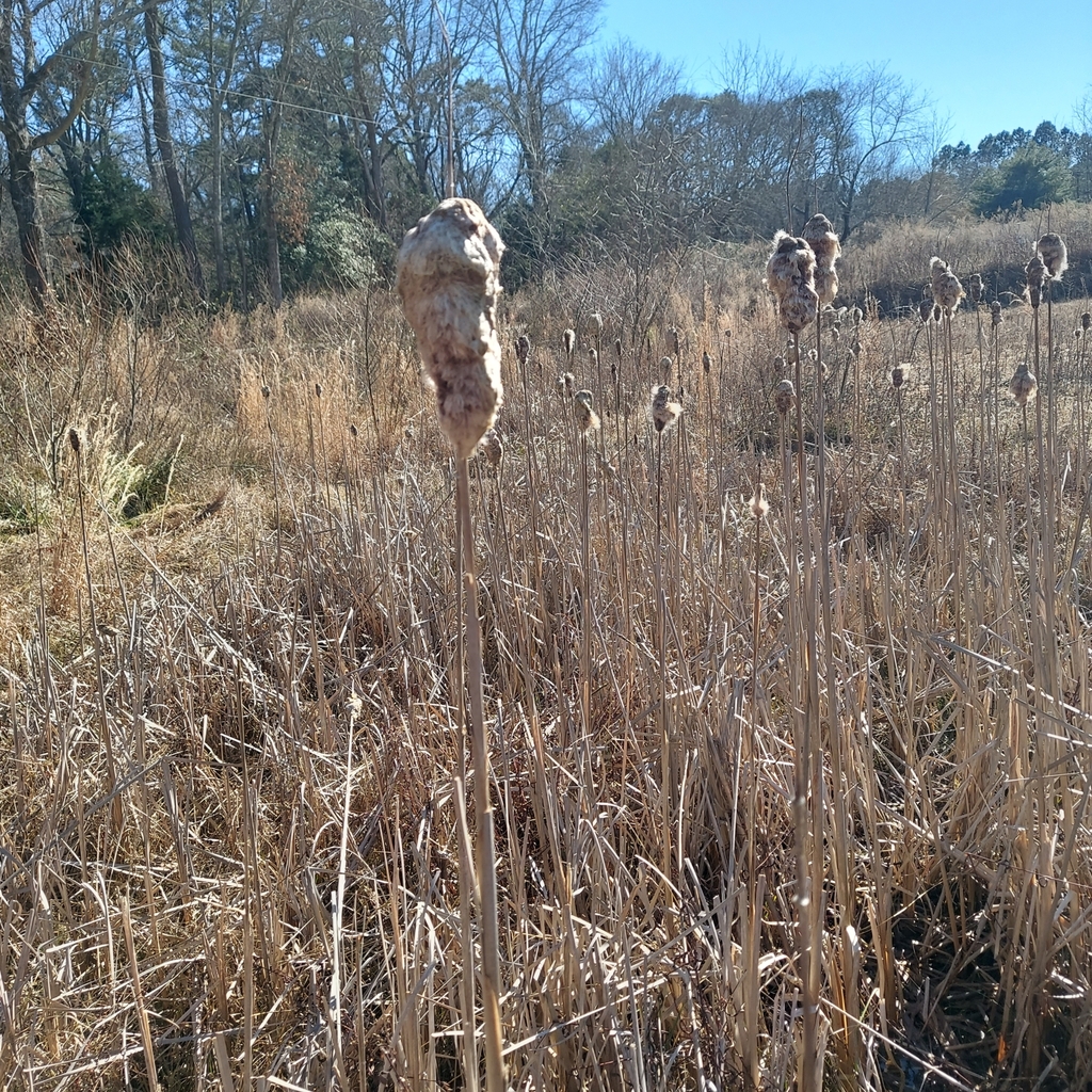 broadleaf cattail from Machipongo, VA 23405, USA on February 19, 2024 ...