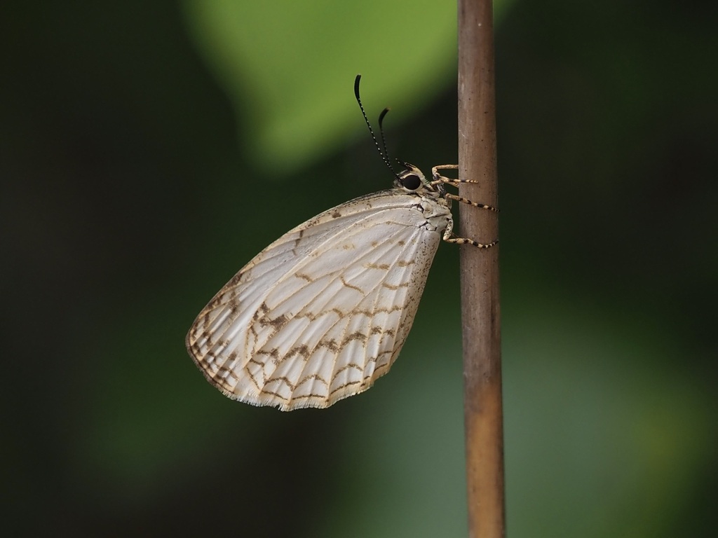 Liptena undularis from Uige, Angola on October 11, 2023 at 08:47 PM by ...