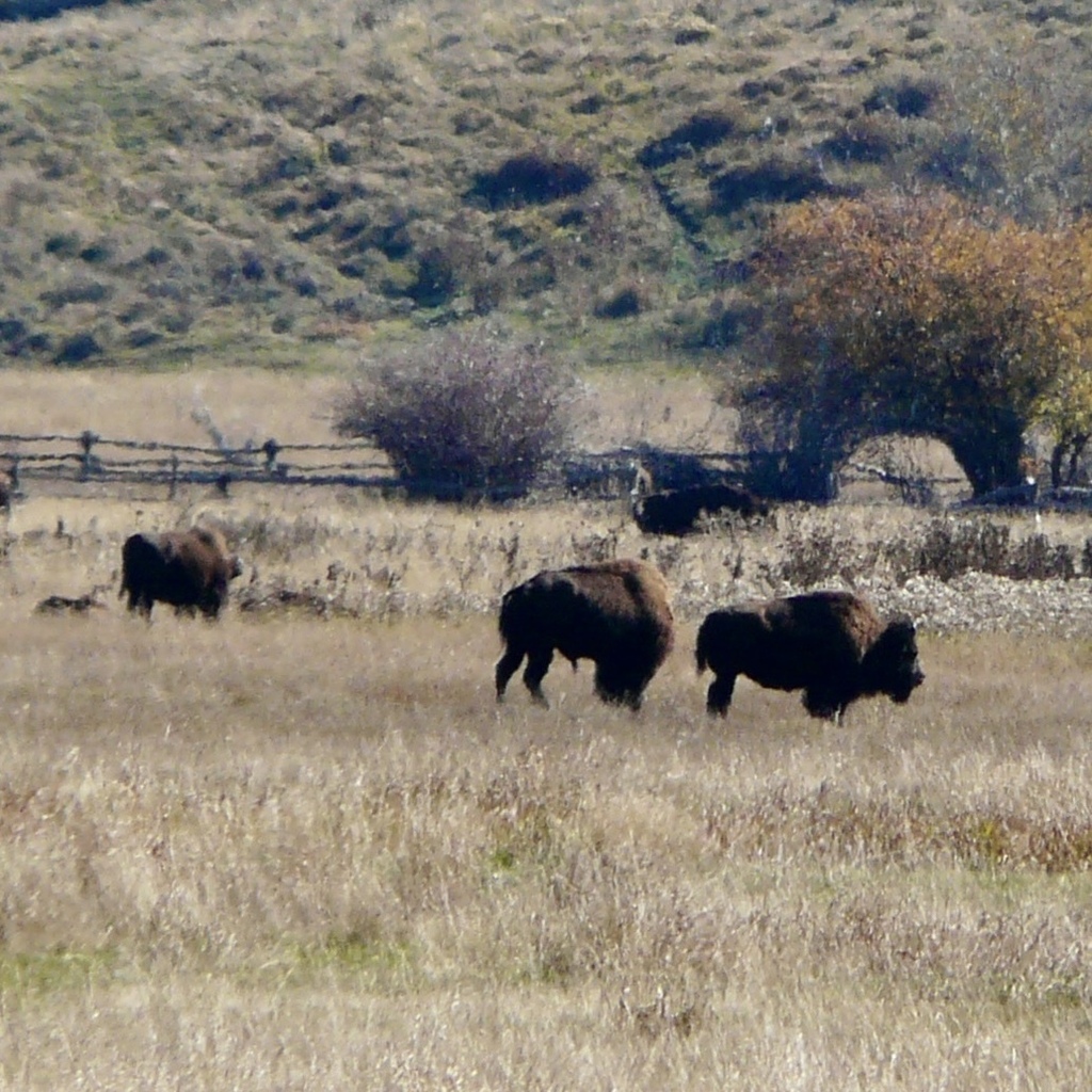 American Bison from Grand Teton NP, WY, USA on October 8, 2023 at 10:20 ...