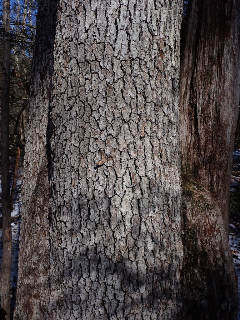 white oak from Durham, NH, US on February 18, 2024 at 10:47 AM by Gary ...