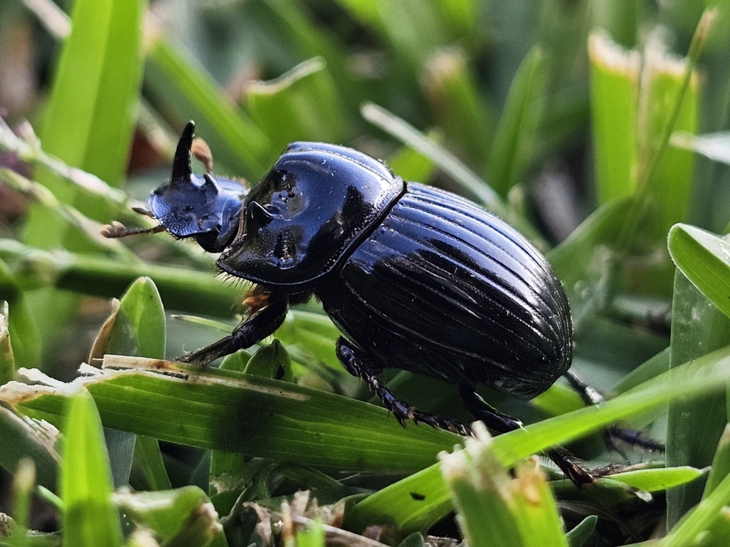 Mexican Dung Beetle from Kamo, Whangārei, New Zealand on February 15 ...