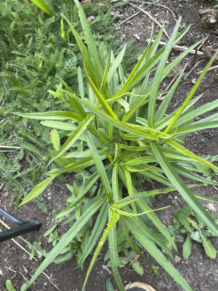 dicots from Marina Dr, DeWittville, NY, US on May 13, 2023 at 04:43 PM ...