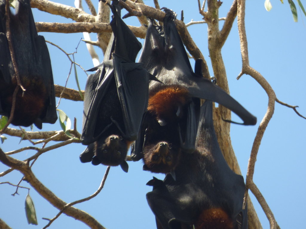 Black Flying Fox from Miriam Vale QLD 4677, Australia on February 19 ...