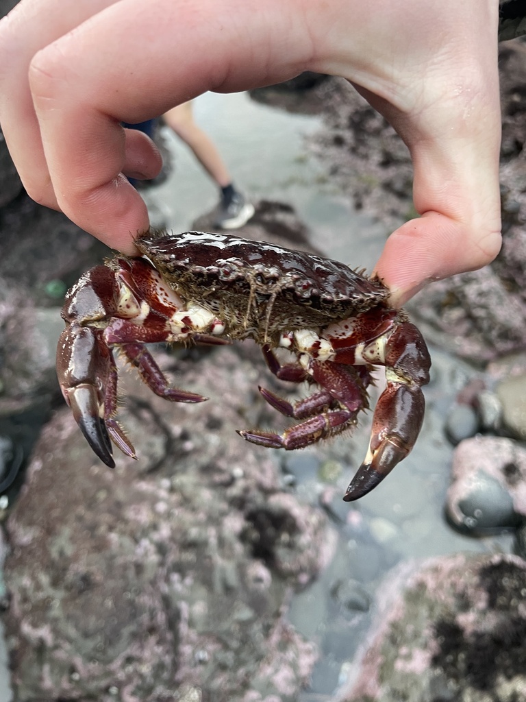 Pacific Rock Crab in February 2024 by Elliott Bury · iNaturalist