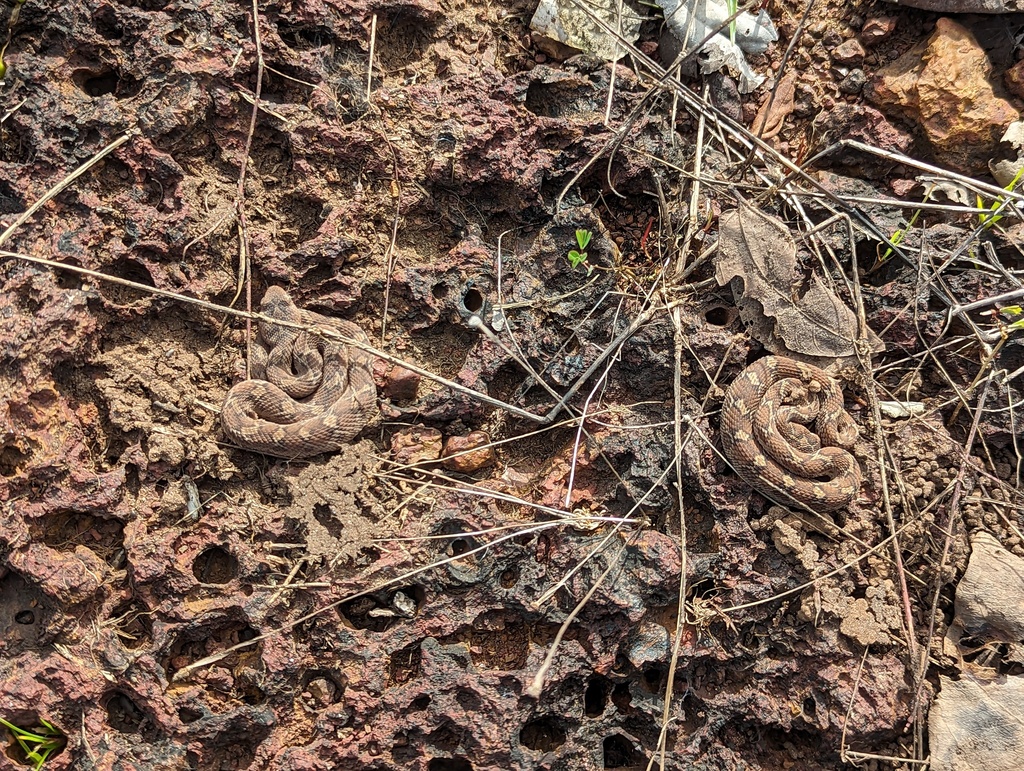Indian saw-scaled viper in August 2023 by Zeev NG · iNaturalist