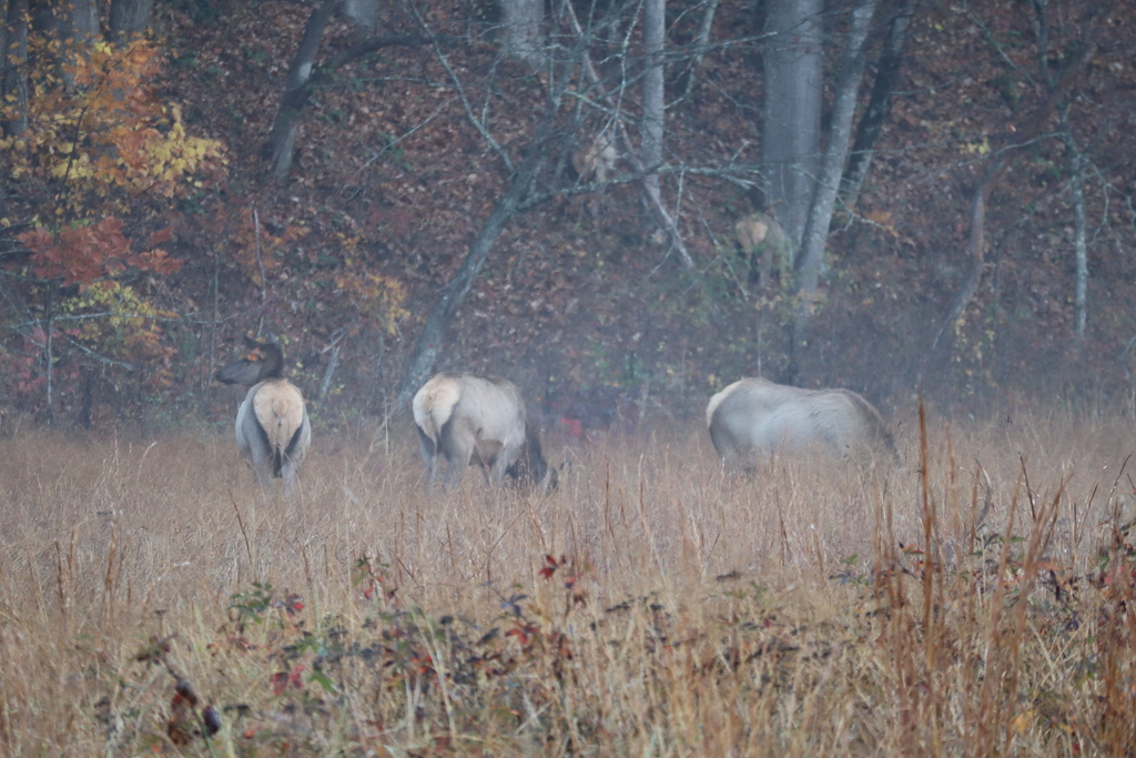 Wapiti in October 2023 by erica flory · iNaturalist