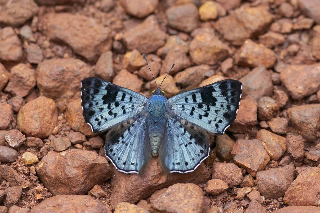black-patch bluemark from Parauapebas - PA, 68515-000, Brasil on ...