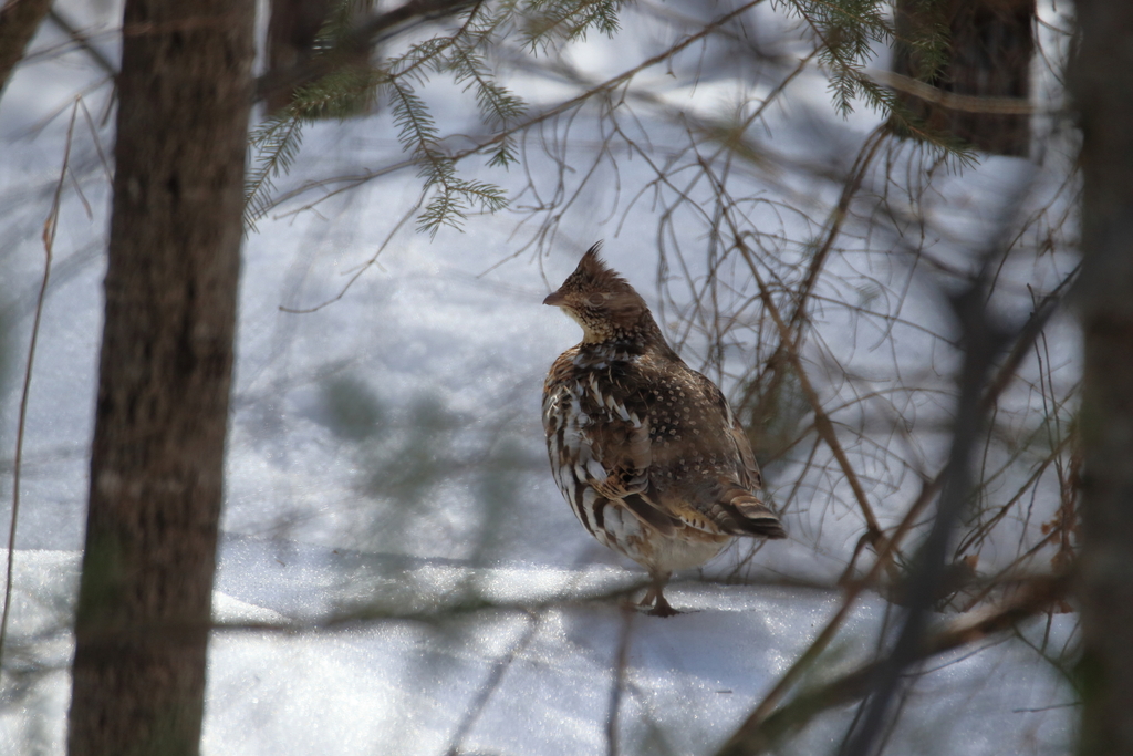 Ruffed Grouse from Lincoln County, WI, USA on March 26, 2023 at 12:37 ...