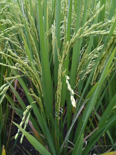 Genus Oryza · iNaturalist