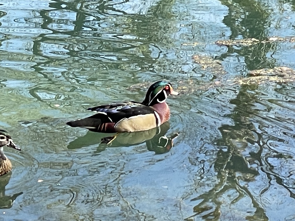 Wood Duck from Barton Creek, Austin, TX, US on February 18, 2024 at 03: ...