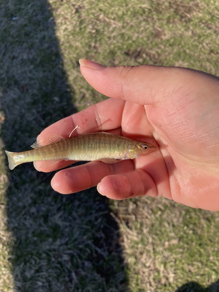 Bigscale Logperch from Bowman Springs Park, Arlington, TX, US on ...