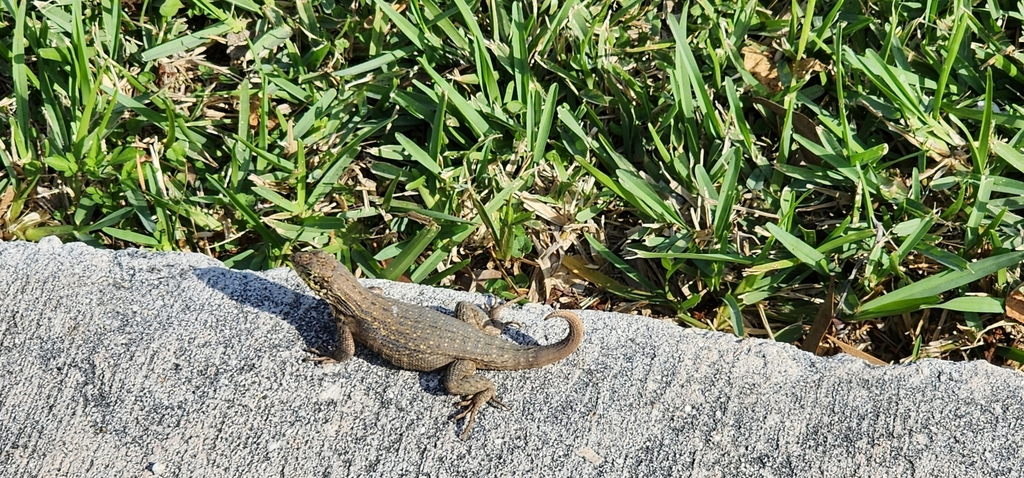 Northern Curly-tailed Lizard from E Bay St, Nassau, The Bahamas on ...