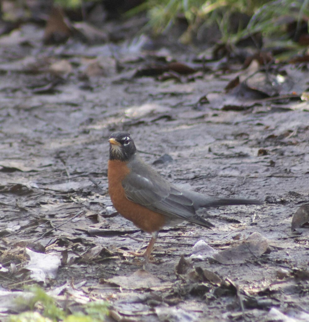 American Robin from Columbia County, OR, USA on February 19, 2024 at 06 ...