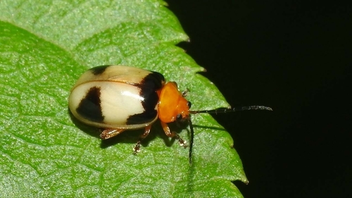 Hemipyxis balyi · NaturaLista Colombia