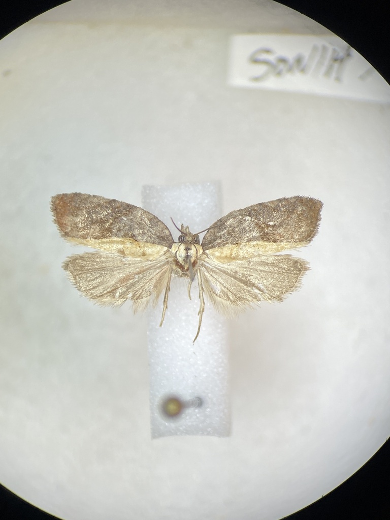 Multiform Leafroller Moth from Patuxent Research Refuge, Anne Arundel ...