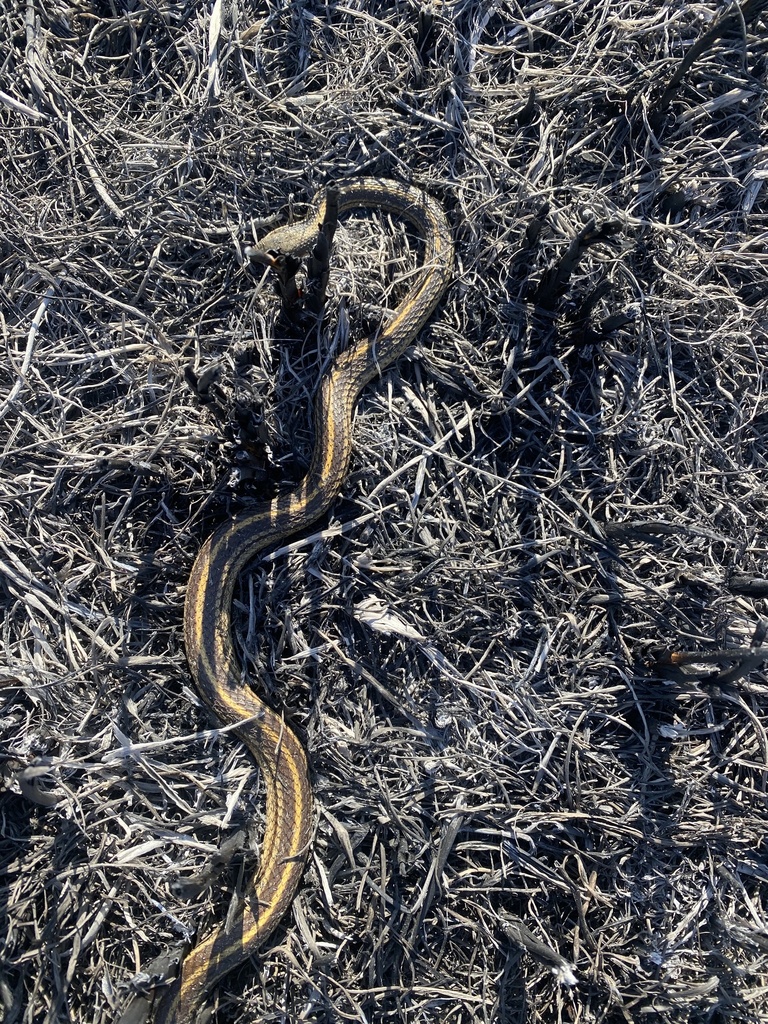 Texas Patch-nosed Snake from Raymondville, TX, US on February 19, 2024 ...