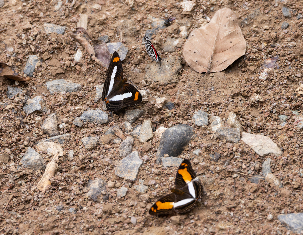 Butterflies and Moths from Tiputini Biodiversity Station--riverbank on ...